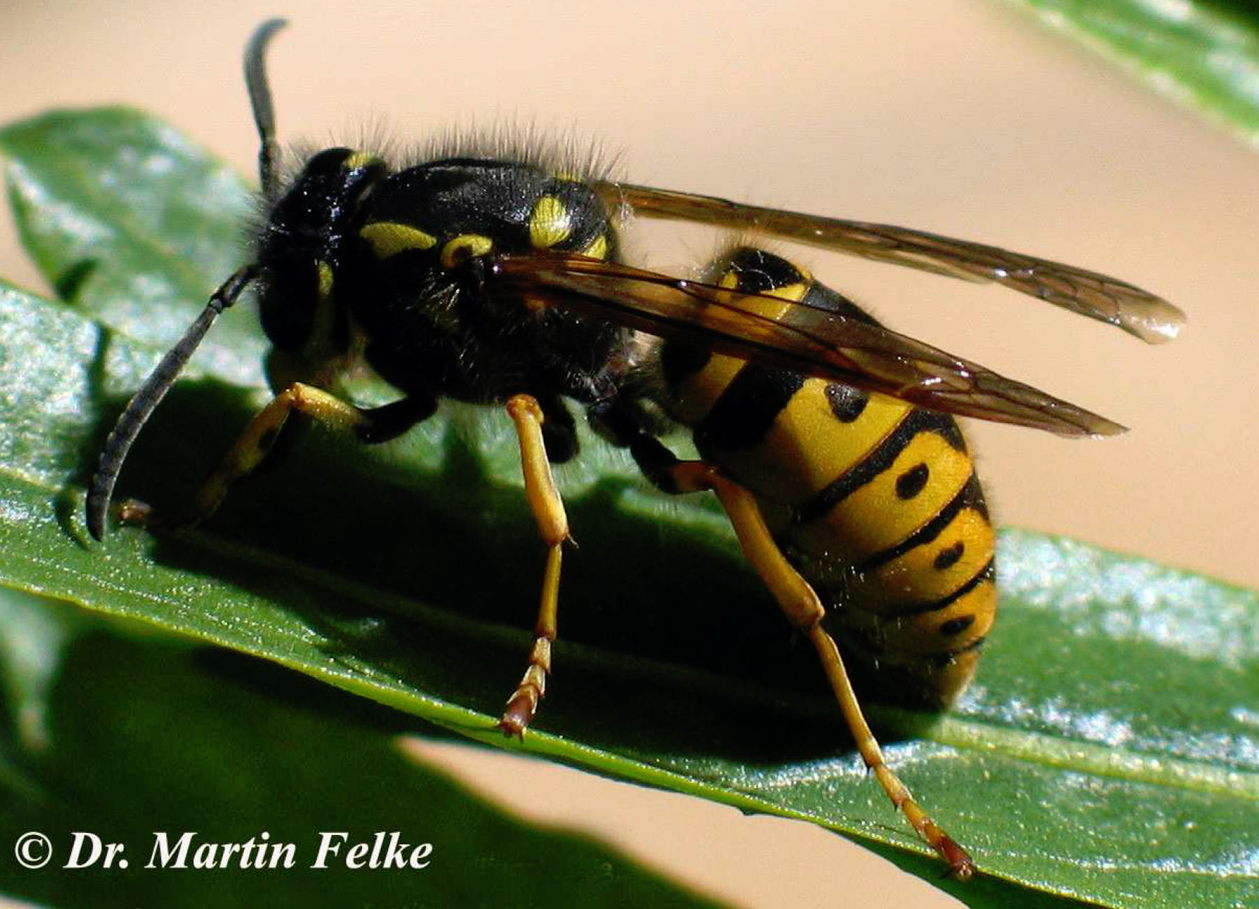 Deutsche Wespe: MF Schädlingsbekämpfung